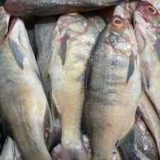 Poisson capitain | OPENMOISE